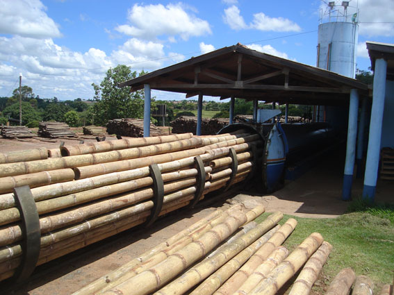 BambuBR | tratamento de bambu